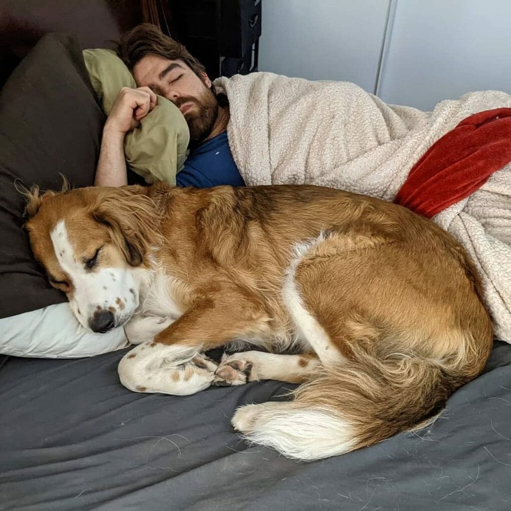 Dogs That Look Like Their Owners: 14 Lookalike Pairs