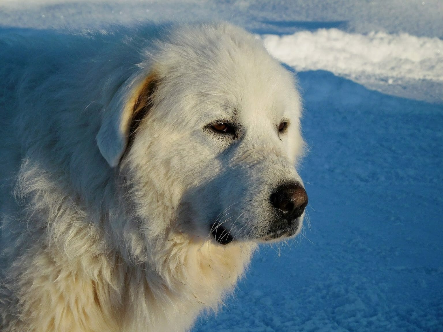 Dogs That Look Like a Golden Retriever: All 12 Similar Breeds - PawCited