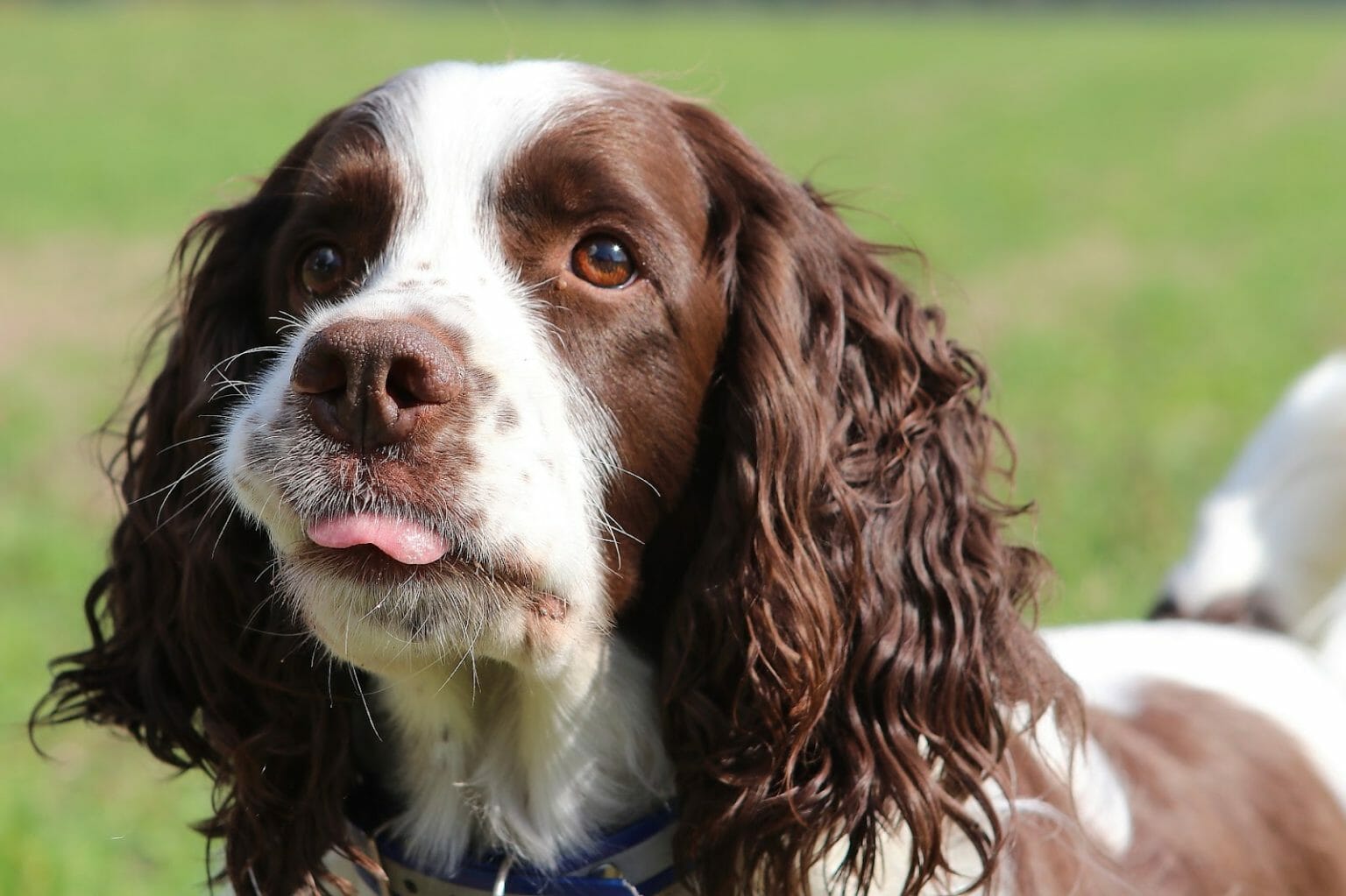 Dogs That Look Like a Golden Retriever: All 12 Similar Breeds - PawCited