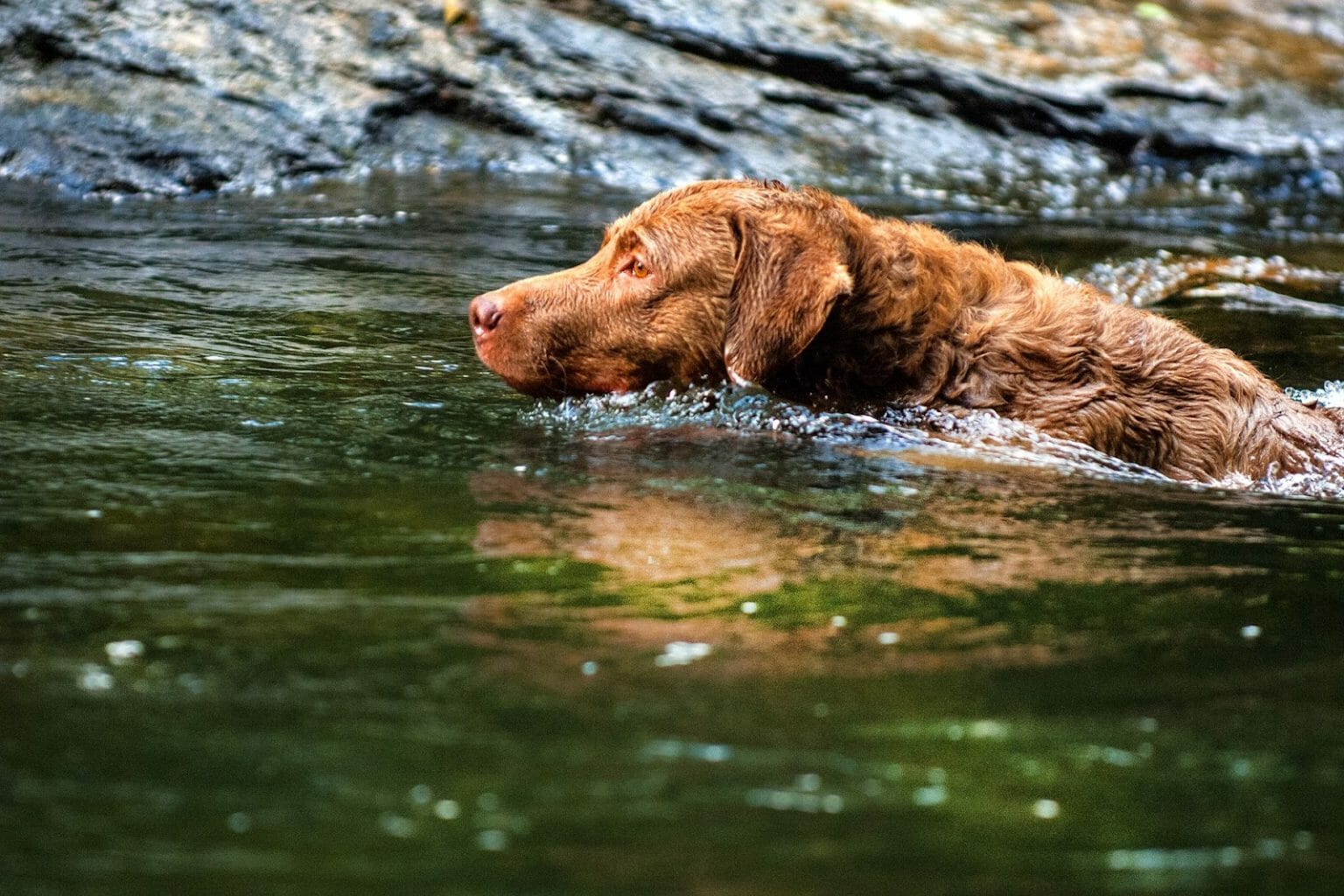 Dogs That Look Like a Golden Retriever: All 12 Similar Breeds - PawCited