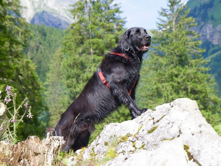 Dogs That Look Like a Golden Retriever: All 12 Similar Breeds - PawCited