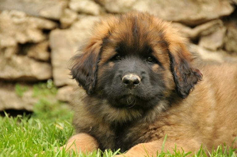 Dogs That Look Like a Golden Retriever: All 12 Similar Breeds - PawCited