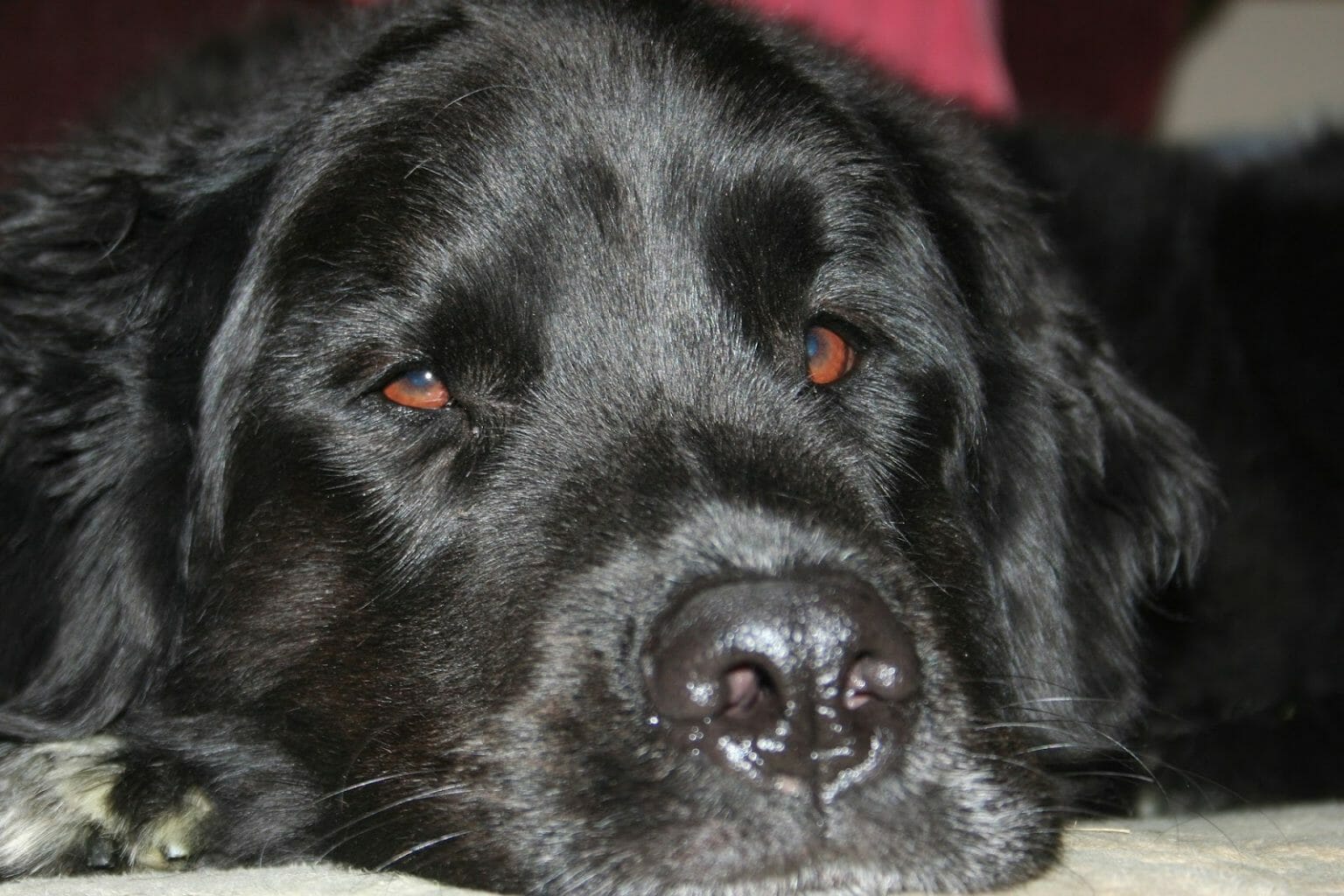 Dogs That Look Like a Golden Retriever: All 12 Similar Breeds - PawCited