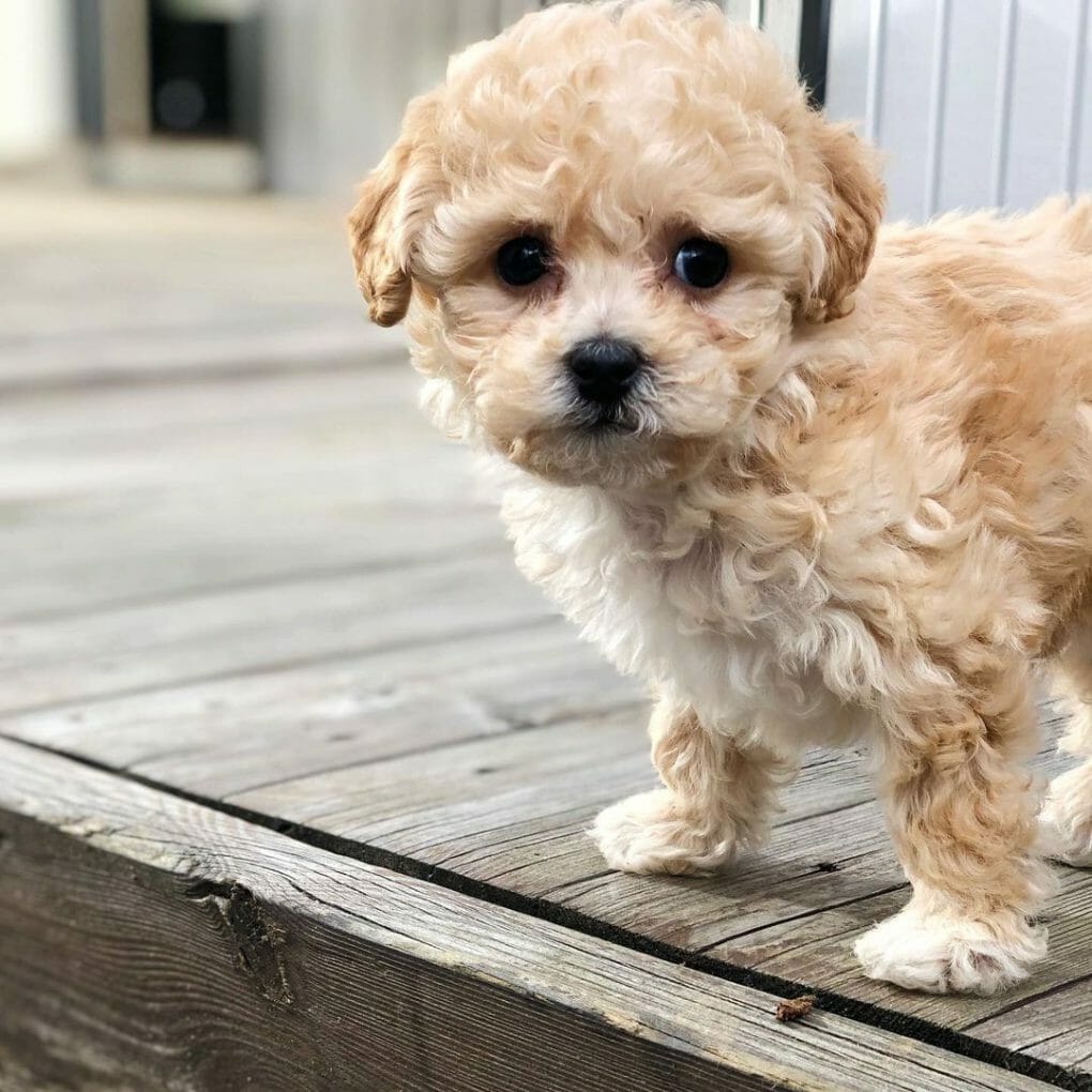 Dogs That Look Like a Fried Chicken: We Have 10 Yummy Dog Breeds!