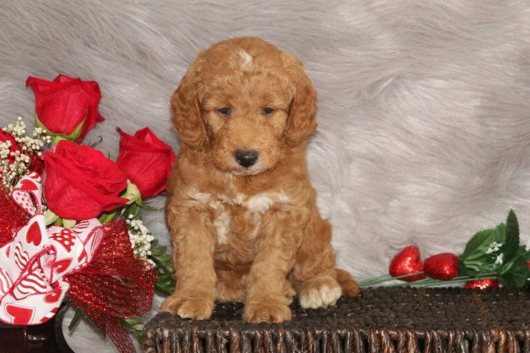 Dogs That Look Like a Fried Chicken: We Have 10 Yummy Dog Breeds!