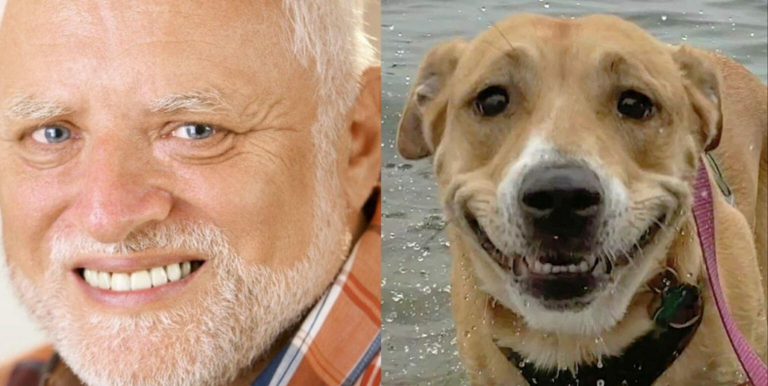 Dogs That Look Like Celebrities: 13 Uncanny Doppelgängers - PawCited