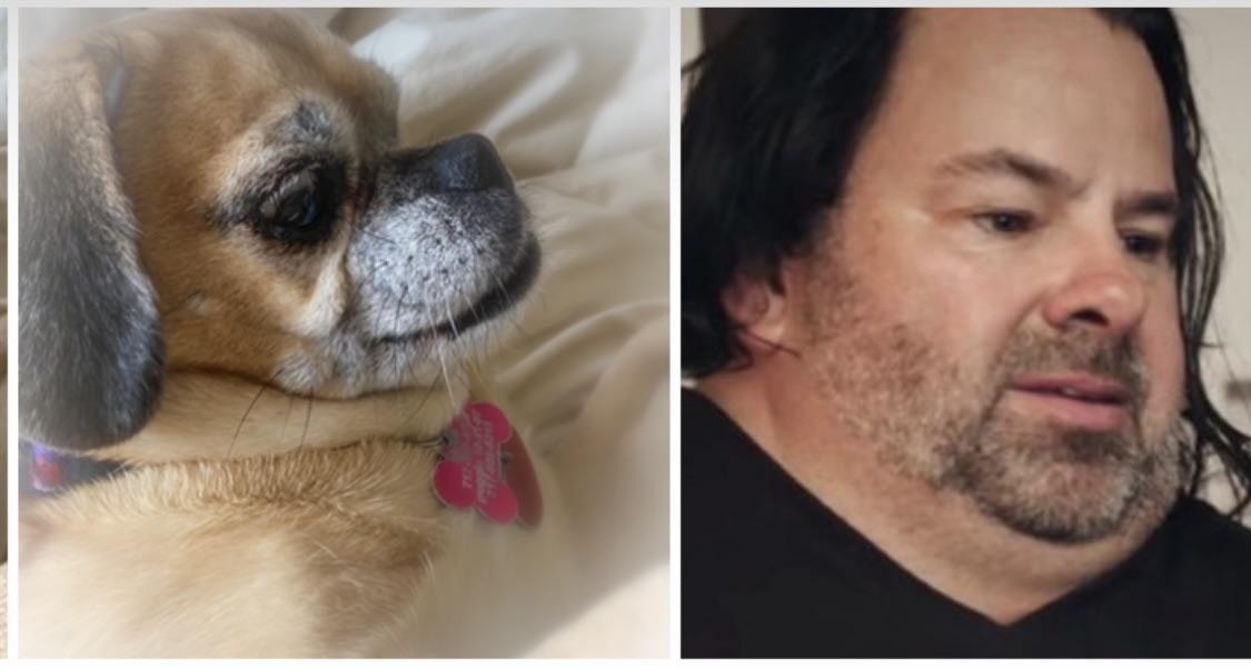 Dogs That Look Like Celebrities: 13 Uncanny Doppelgängers - PawCited