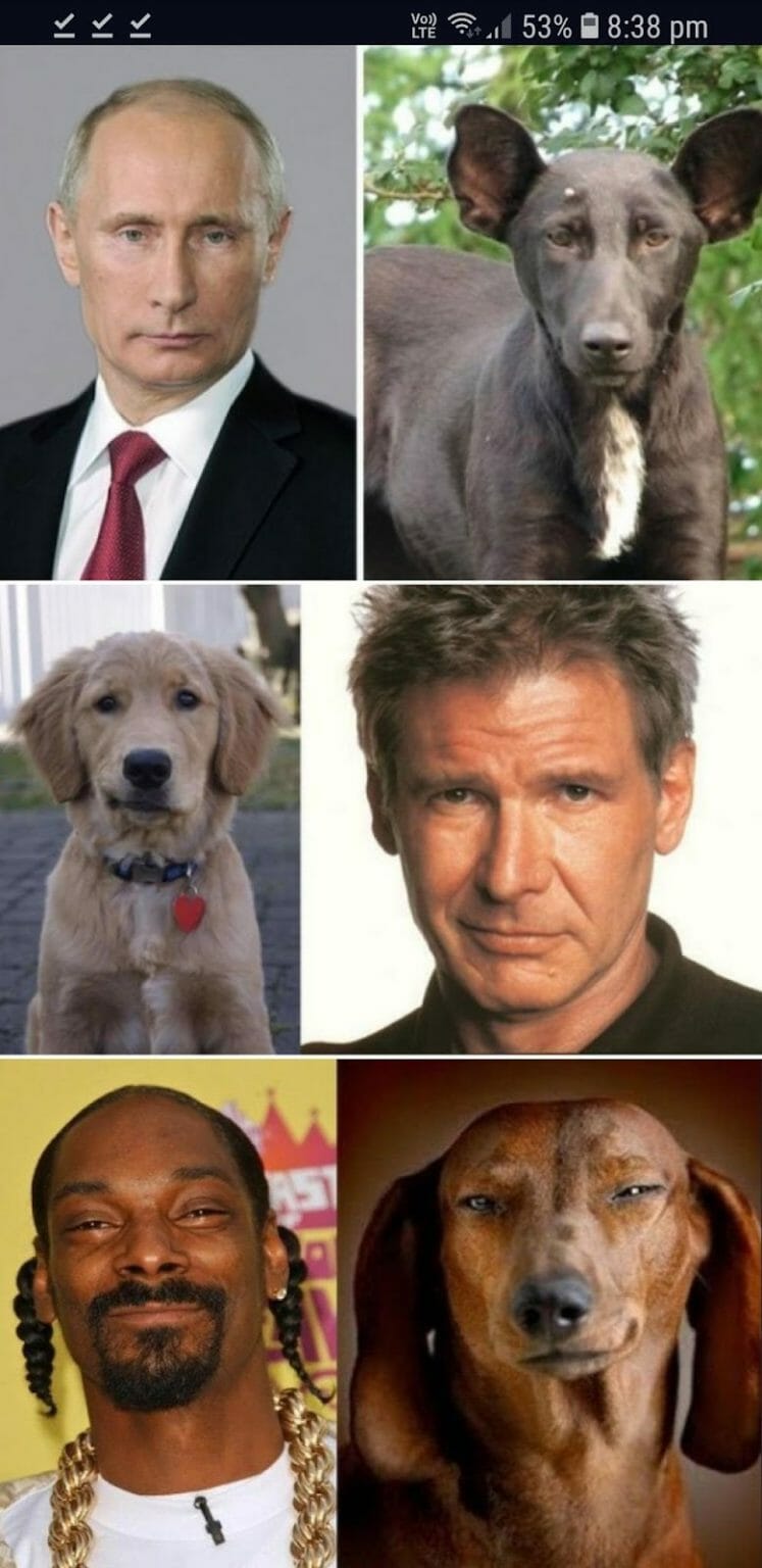 Dogs That Look Like Celebrities: 13 Uncanny Doppelgängers - PawCited