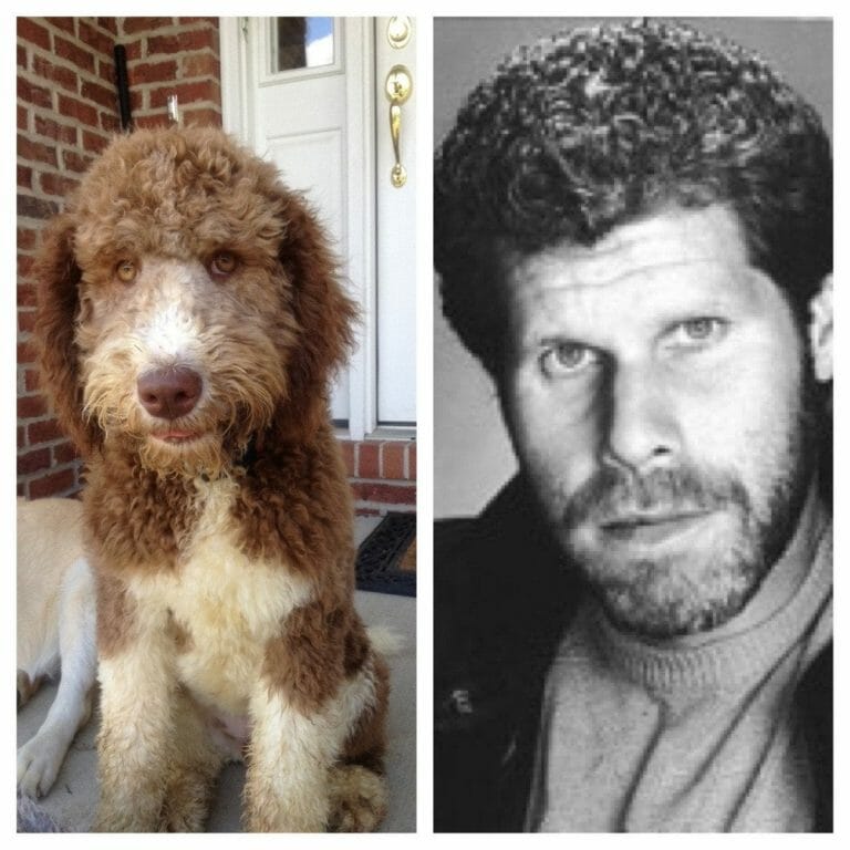 Dogs That Look Like Celebrities: 13 Uncanny Doppelgängers - PawCited