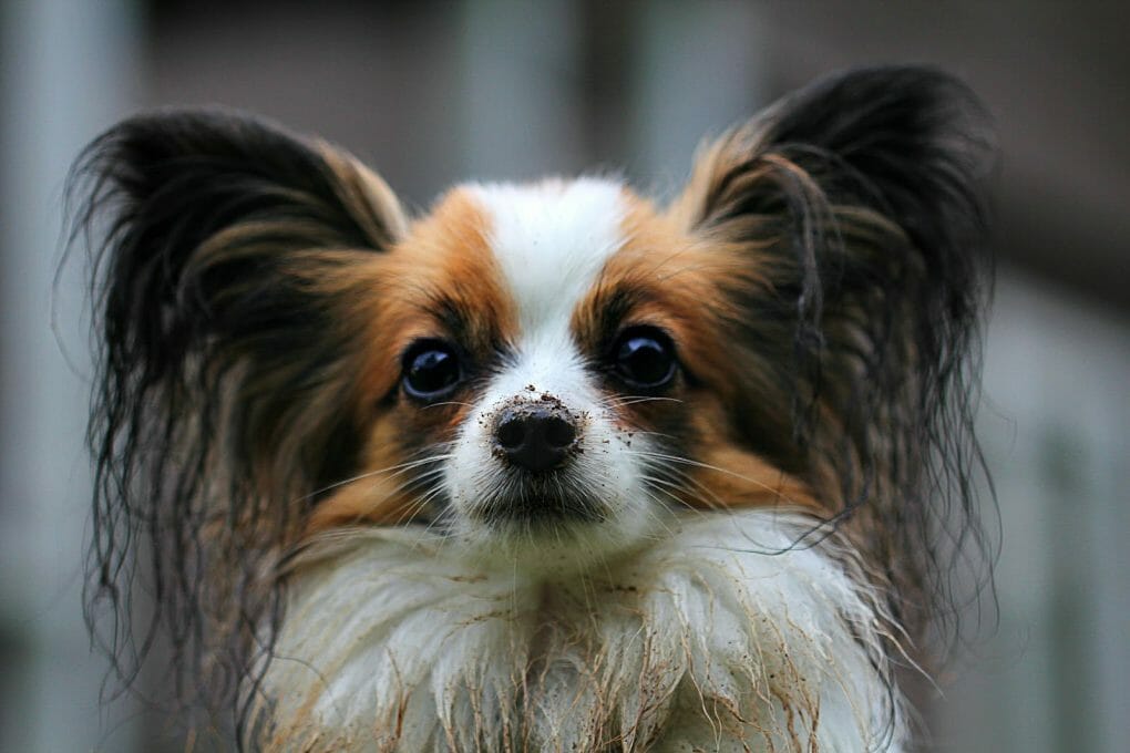 Dogs That Look Like a Rat: 14 Rodent-Like Dog Breeds