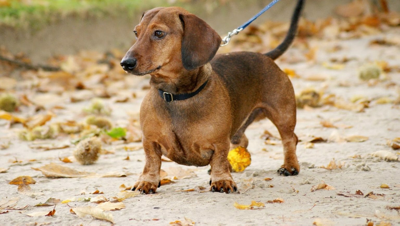 Dogs That Look Like a Rat: 14 Rodent-Like Dog Breeds