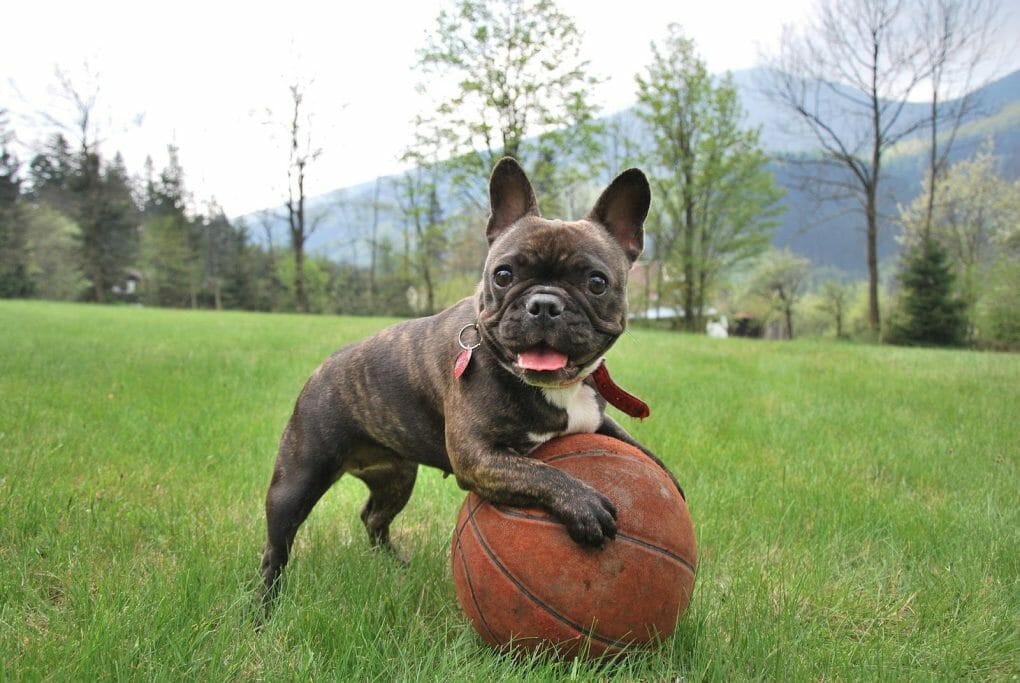 Dogs That Look Like Pugs: 12 Striking Similar Breeds