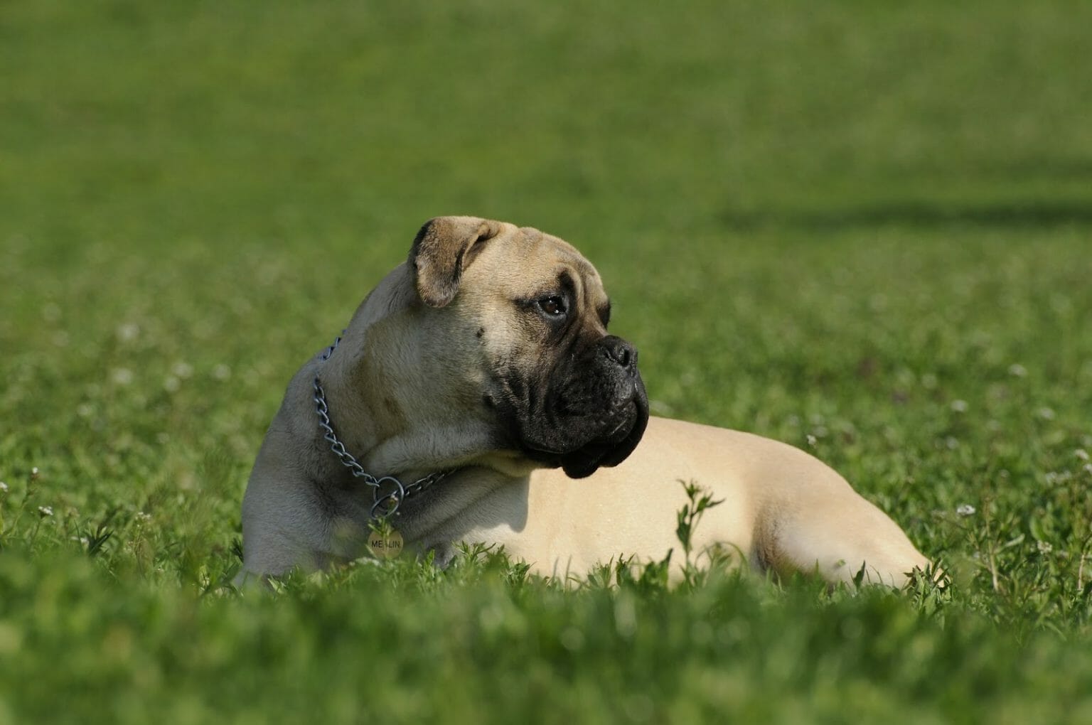 Dogs That Look Like Pugs: 12 Striking Similar Breeds