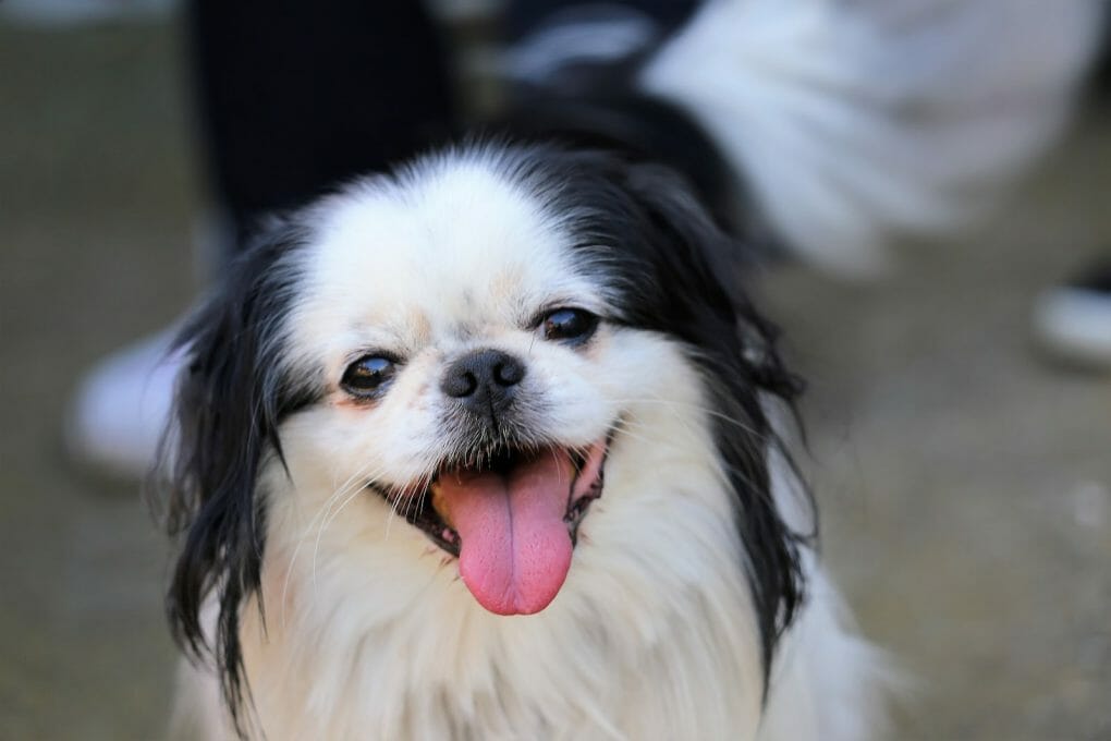 Dogs That Look Like Pugs: 12 Striking Similar Breeds