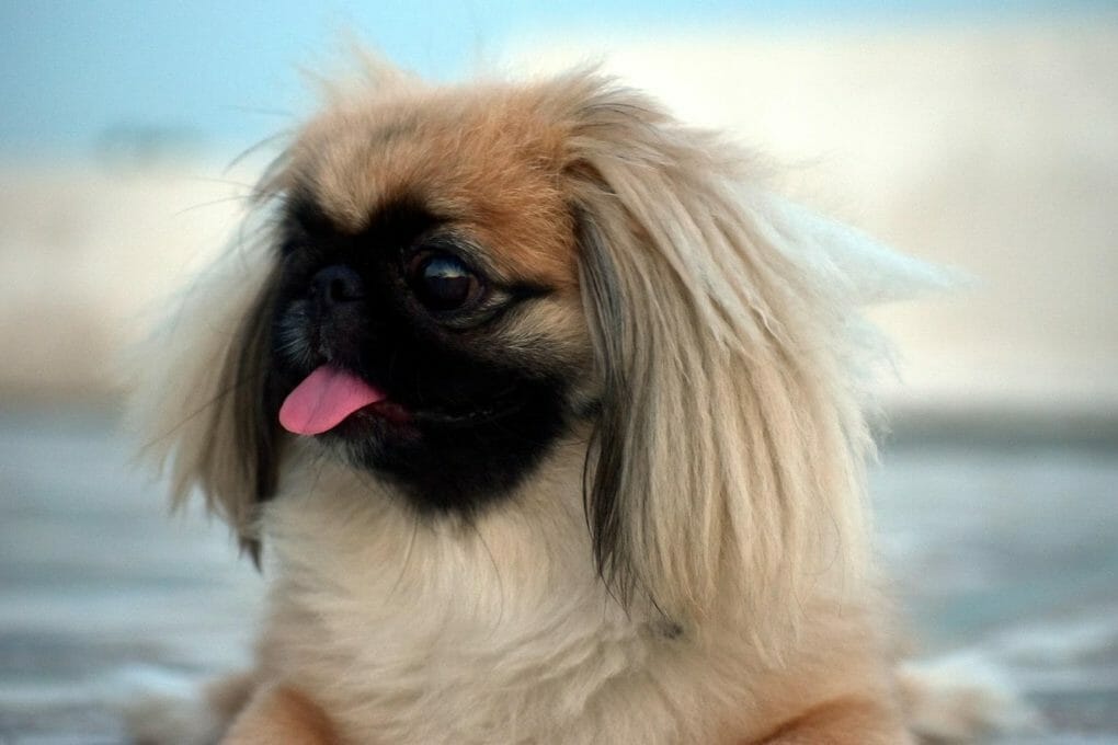 Dogs That Look Like Pugs: 12 Striking Similar Breeds - PawCited