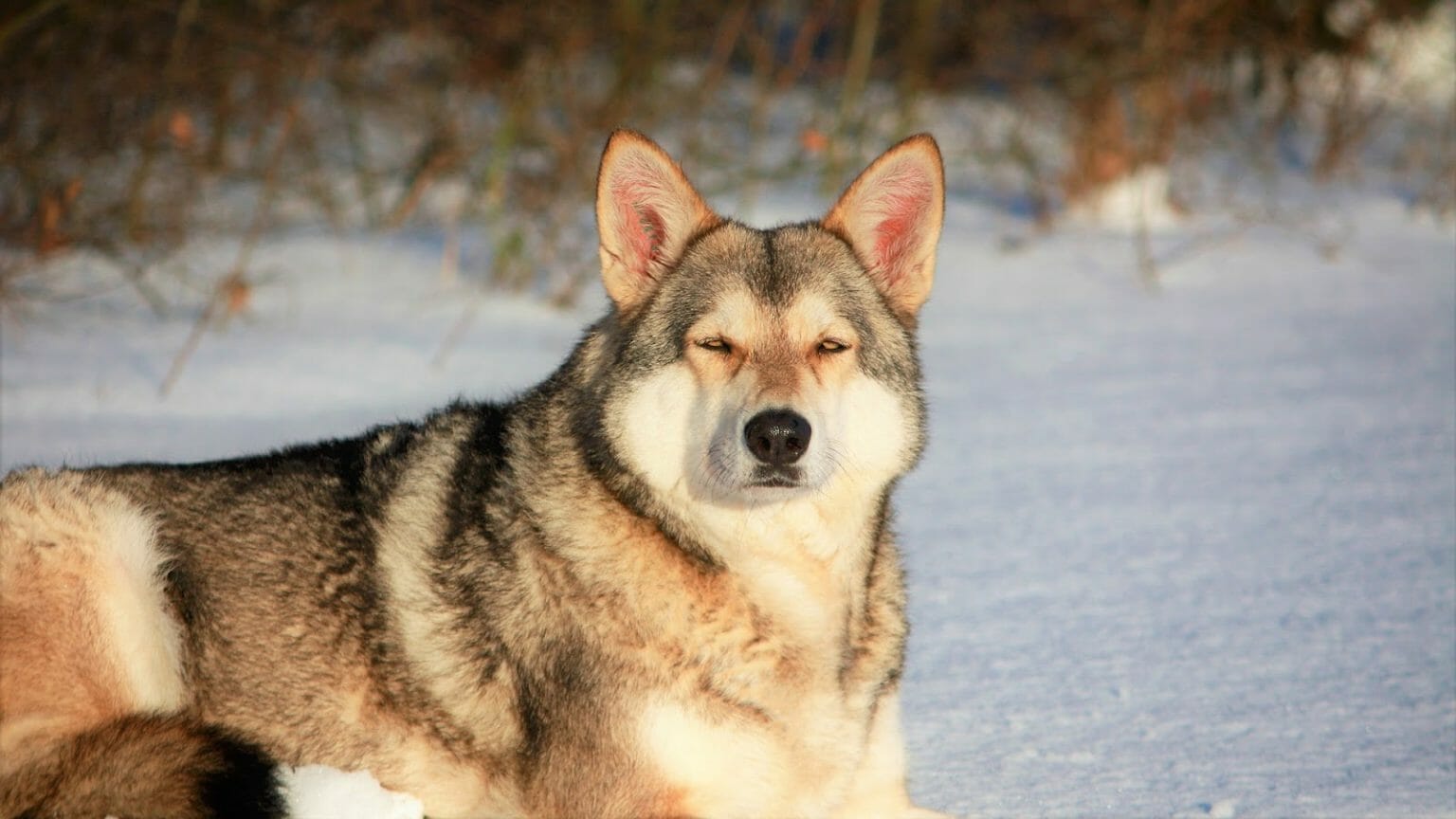 Dogs That Look Like a Husky: 17 Breeds to Choose From