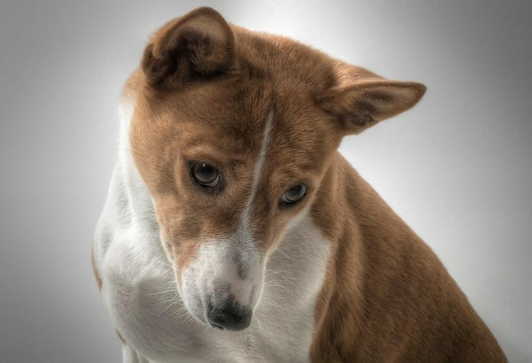 Dogs That Look Like Cats: 12 Breeds That Look and Act Like Felines ...
