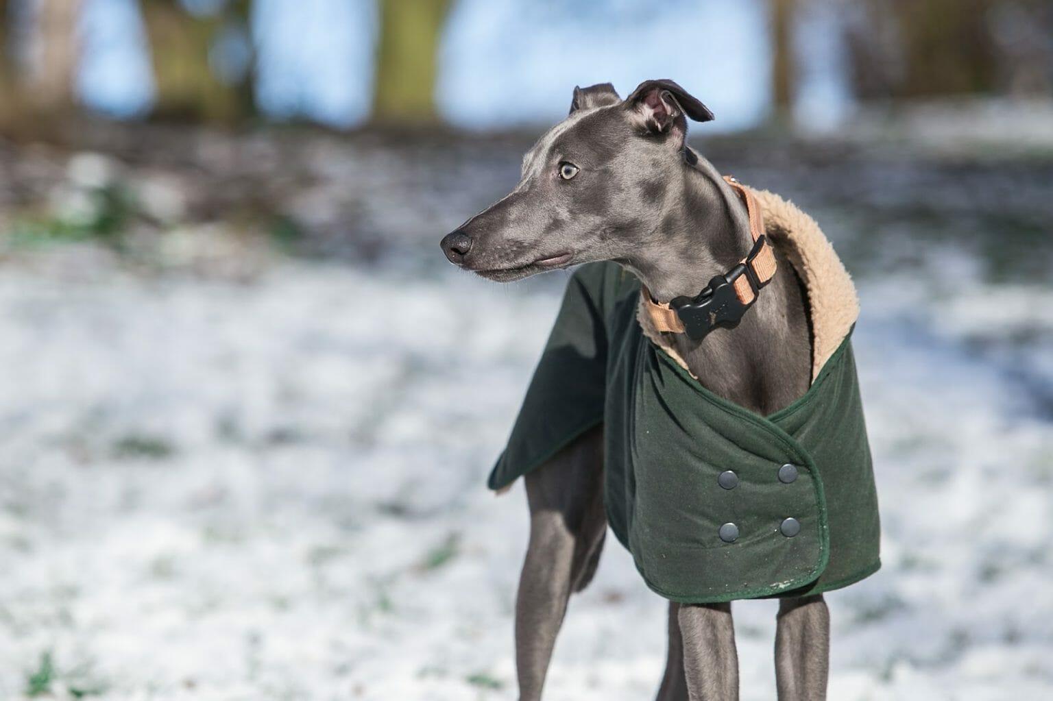 Dogs That Look Like Cats: 12 Breeds That Look and Act Like Felines ...