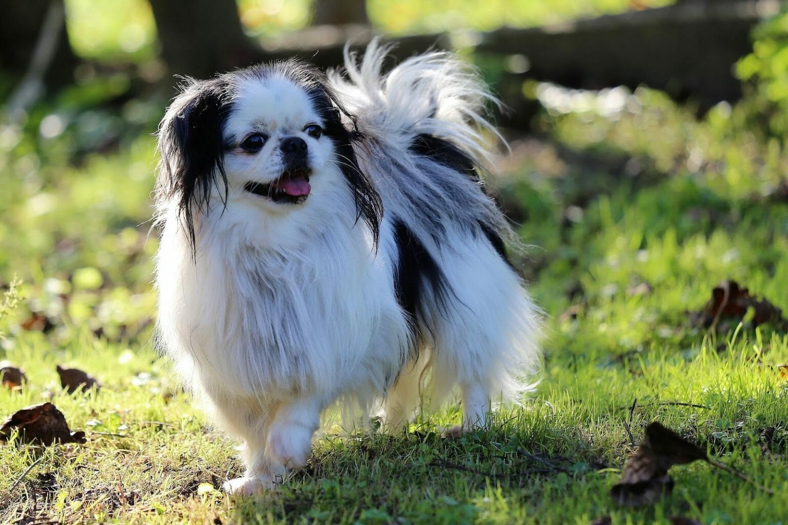Dogs That Look Like Cats: 12 Breeds That Look and Act Like Felines ...
