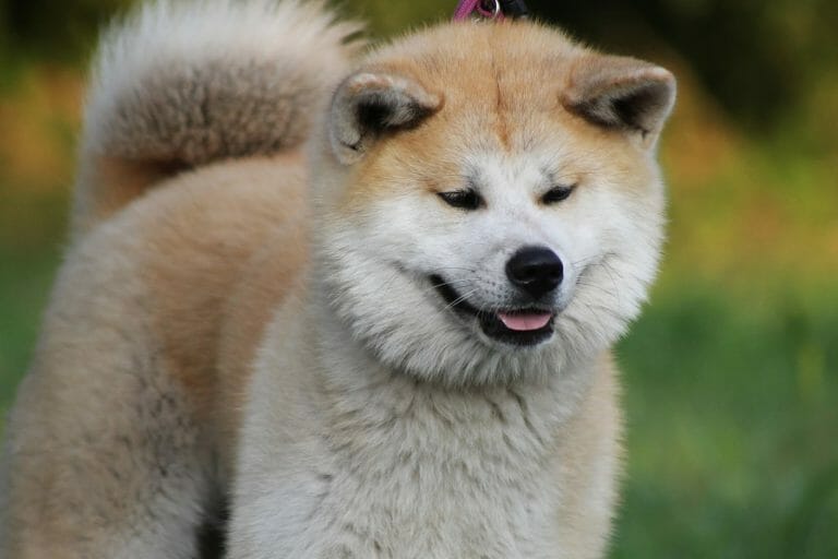 Dogs That Look Like Cats: 12 Breeds That Look and Act Like Felines ...