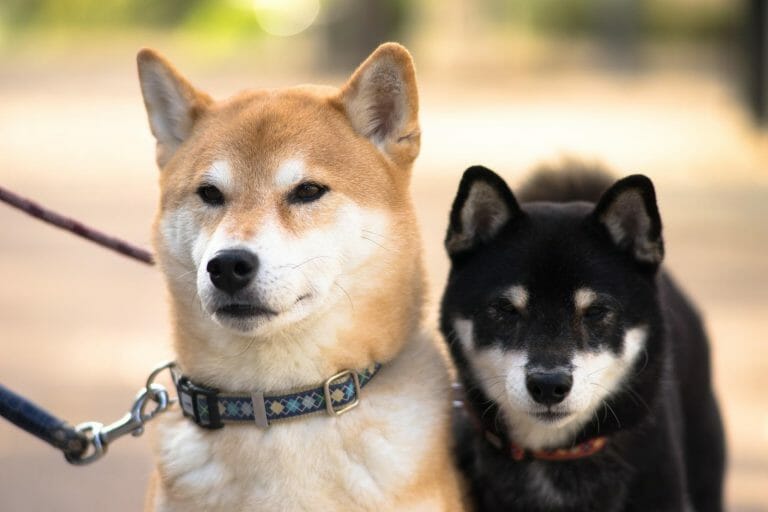 Dogs That Look Like Cats: 12 Breeds That Look and Act Like Felines ...