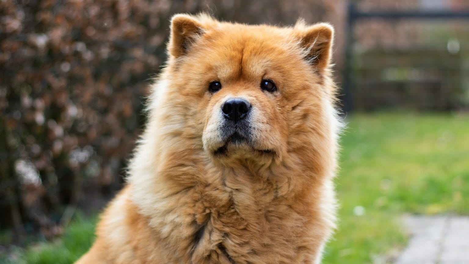 Dogs That Look Like Cats: 12 Breeds That Look and Act Like Felines ...