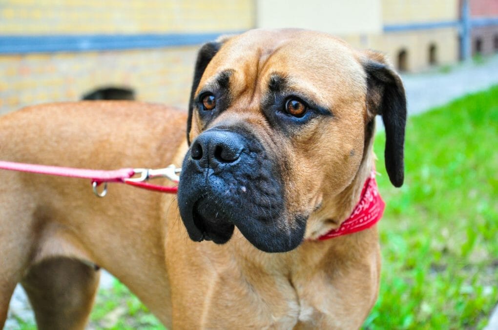 Dogs That Look Like Boxers: 13 Breeds With Boxer Features - PawCited