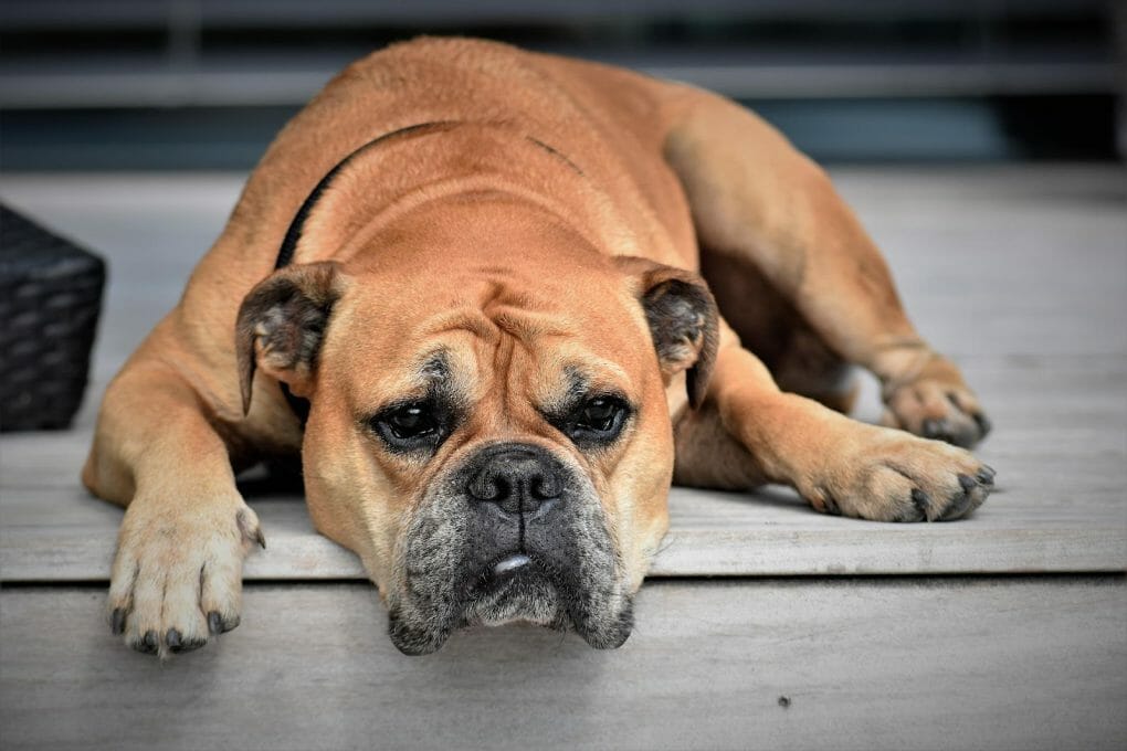Dogs That Look Like Boxers: 13 Breeds With Boxer Features - PawCited