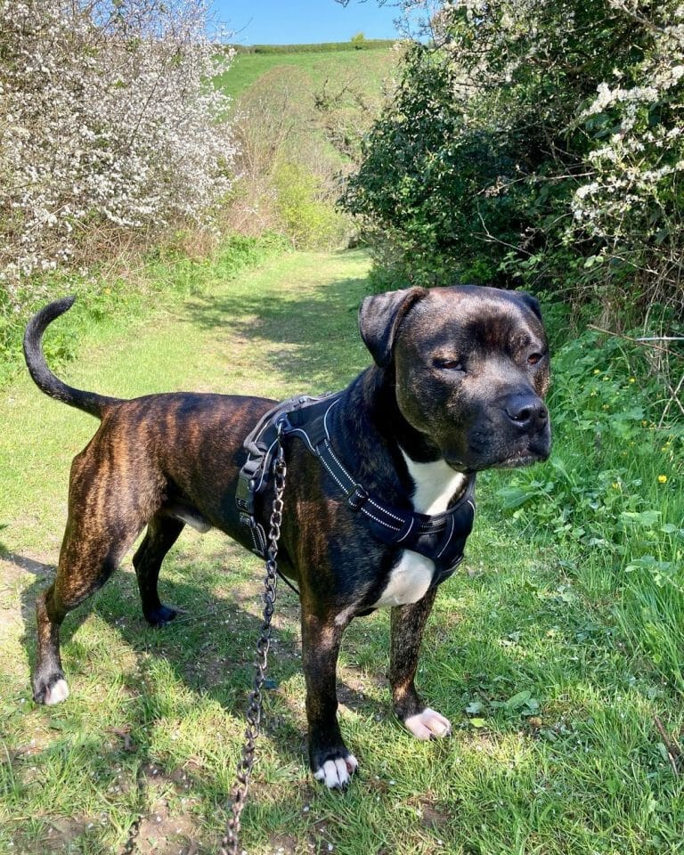 Dogs That Look Like Boxers: 13 Breeds With Boxer Features - PawCited