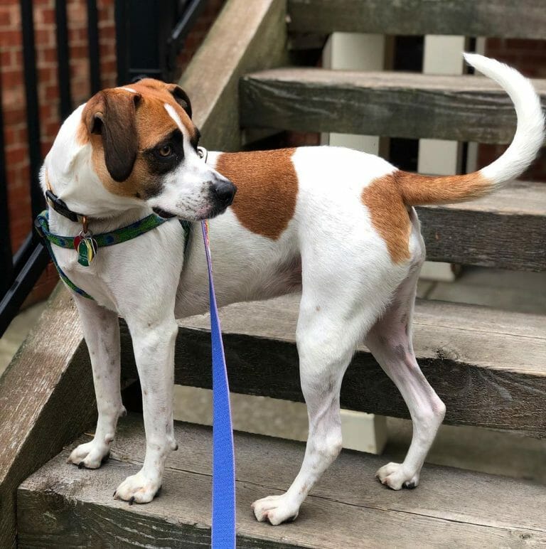 Dogs That Look Like Boxers: 13 Breeds With Boxer Features - PawCited