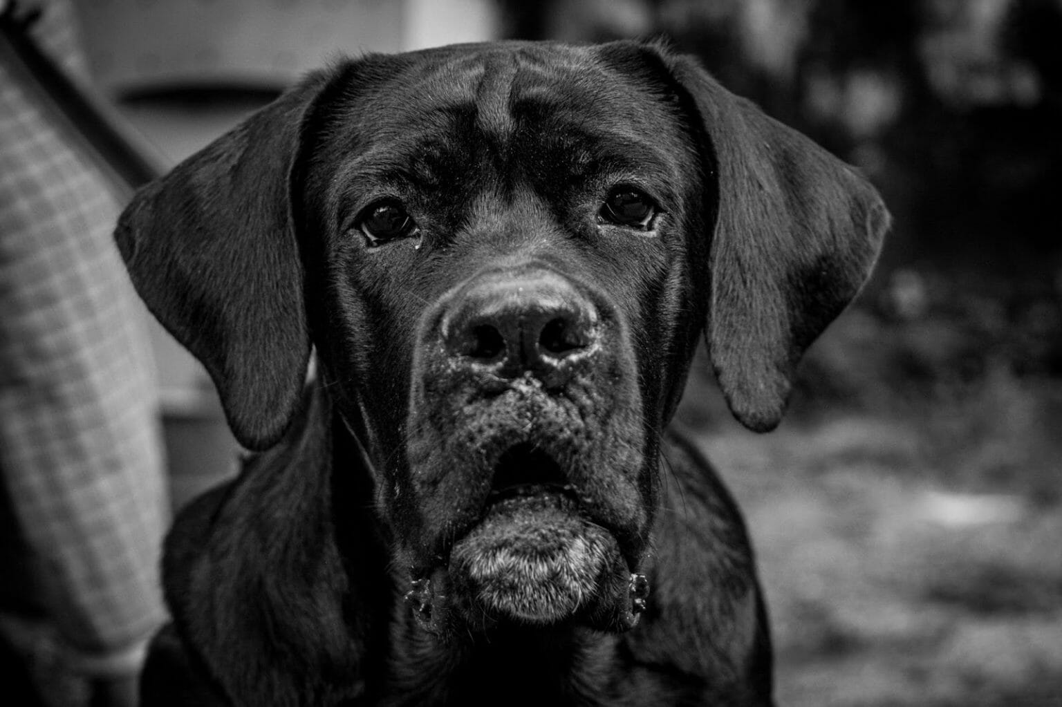 Dogs That Look Like Boxers: 13 Breeds With Boxer Features - PawCited