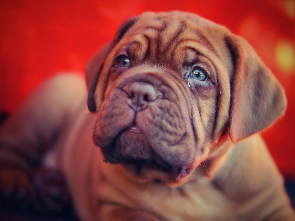 12 Dogs That Look Like a French Bulldog (With Pictures) - PawCited