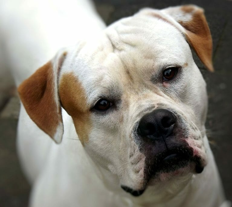 Dogs That Look Like Boxers: 13 Breeds With Boxer Features - PawCited
