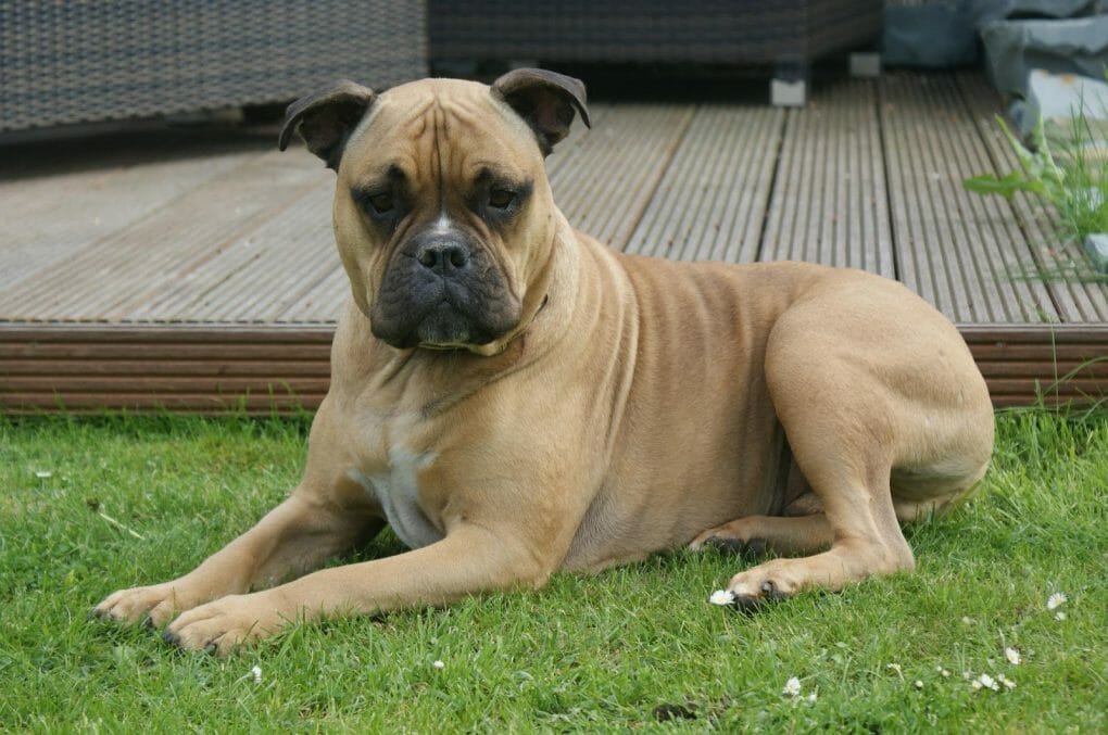 Dogs That Look Like Boxers: 13 Breeds With Boxer Features - PawCited