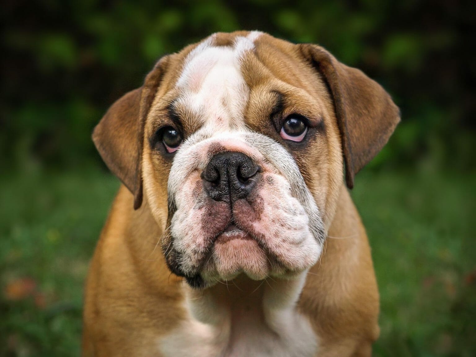 Dogs That Look Like Boxers: 13 Breeds With Boxer Features - PawCited