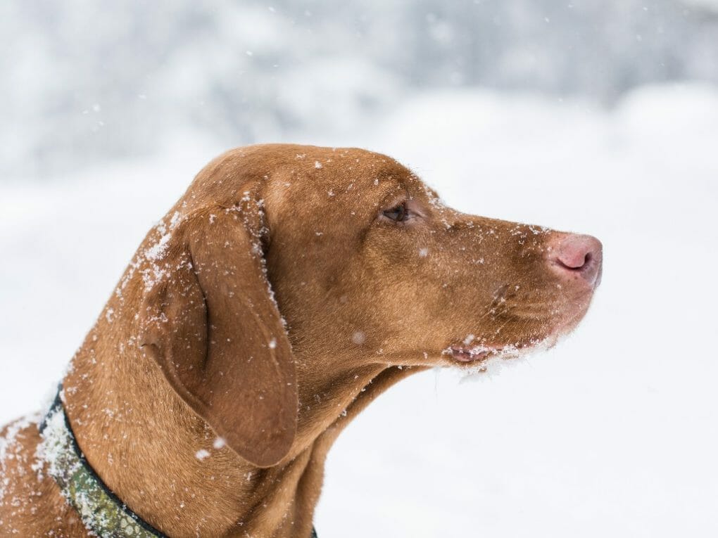 Which Dogs Can Kill Wolves
