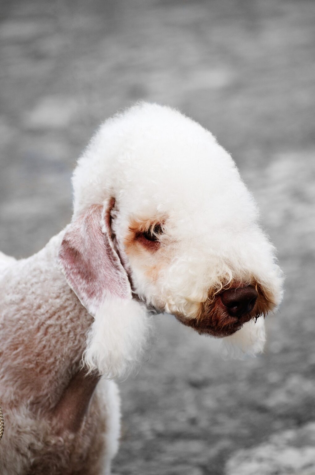 How to Groom a Bedlington Terrier: Tips and Techniques for a Neat and ...